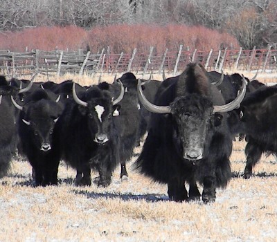 The Utah Yaks - Utah Standard News